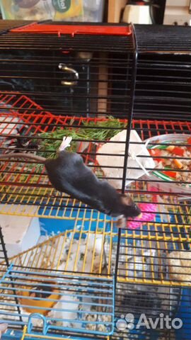 Мышь декоративная