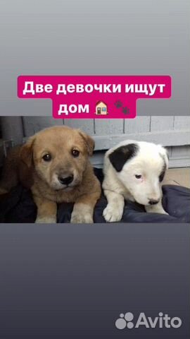 Щенки ищют дом