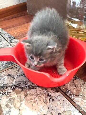 Котенок дядя Федор