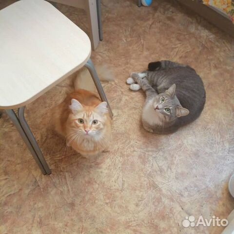 Коты по отдельности или вместе