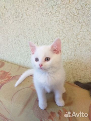 Котята полуторамесячные