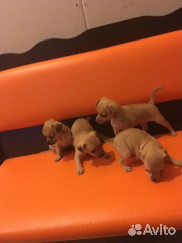 Той- терьер