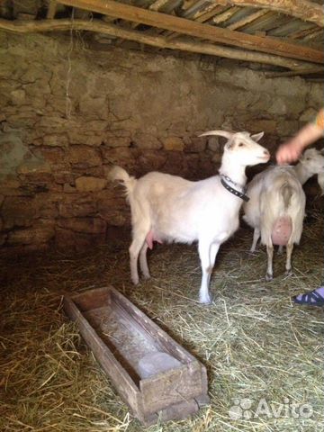 Козы и овцы