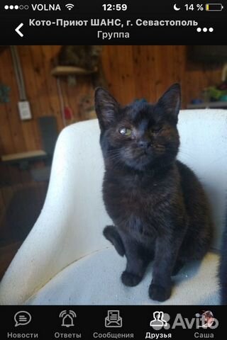 Котяшка-милашка