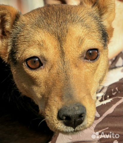 Крошка беспородная