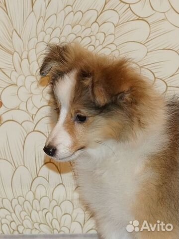 Рыжая девочка шелти