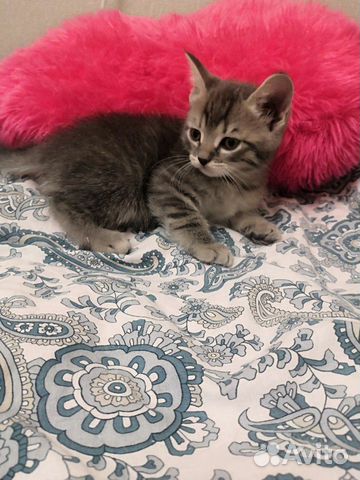 Кошка