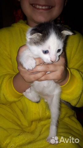 Котята