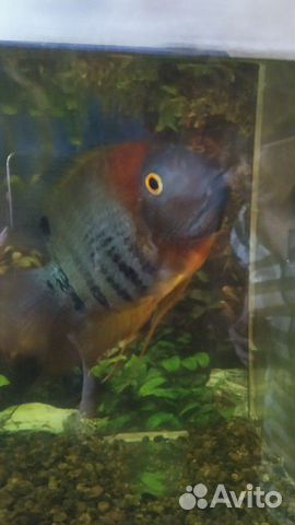 Пара рыб Северум