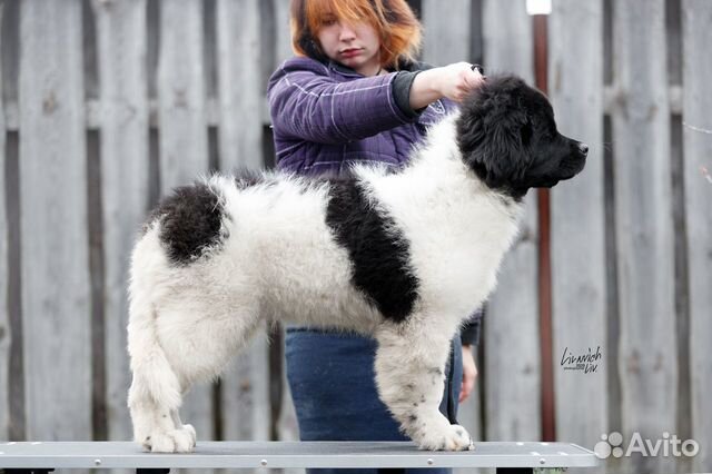 Бело-чёрный щенок Ньюфаундленда
