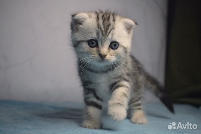 Котенок вислоухая мраморная девочка