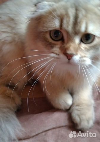 Золотинки шотландские