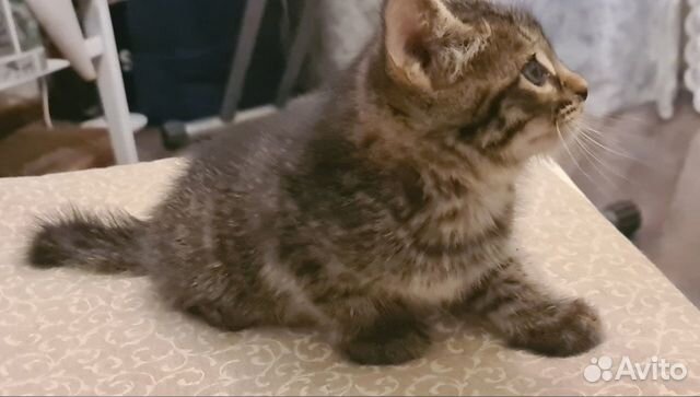 Котик Сюрприз