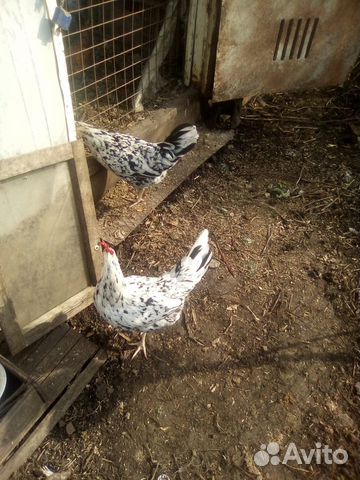 Курочки и петушок