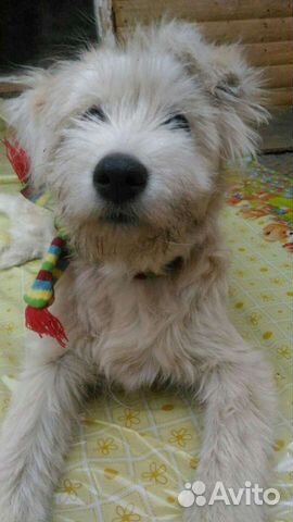 Кудряшка - Уляшка