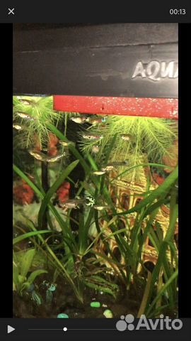 Гуппи малыши