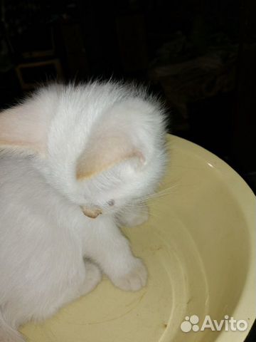 Четыре котенка