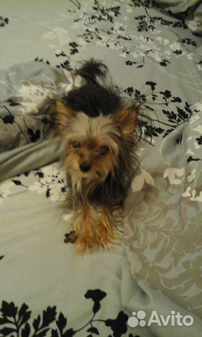 Потерялась собака