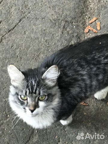 Котик 3-4 мес