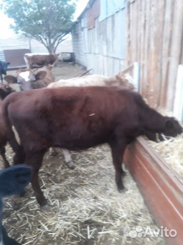 Бычки тёлки