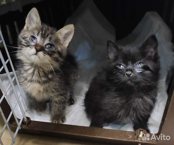 Меня уволят из-за котят