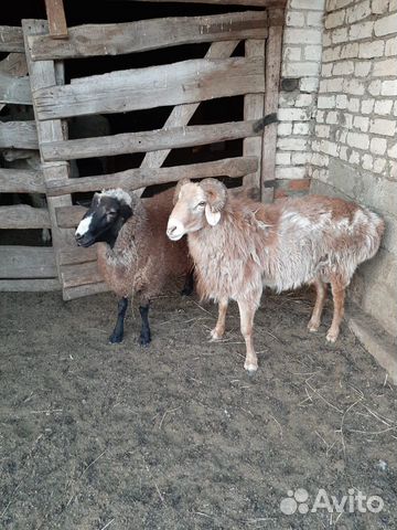 Бараны и Козёл