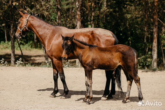 Чп Орловский жеребенок