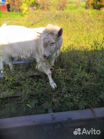 Продаются молодые козлики