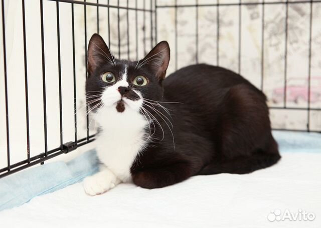 Зеленоглазая красавица Эльза в добрые руки