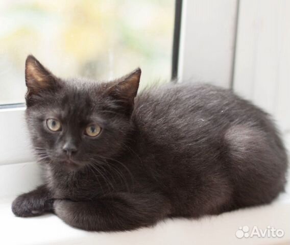 Котята котики агатики 2 месяца в добрые руки