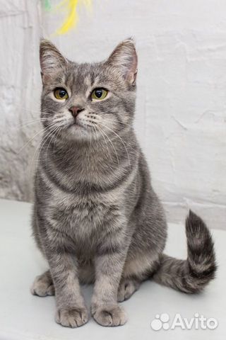 Кошечка Феня, 1 год