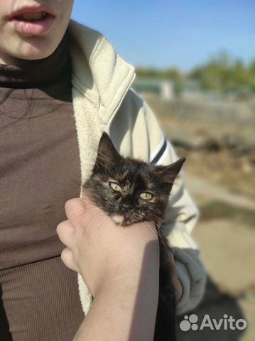 Котенок