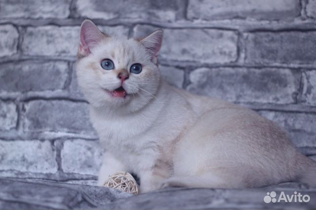 Британский эксклюзивный мальчик шиншилла