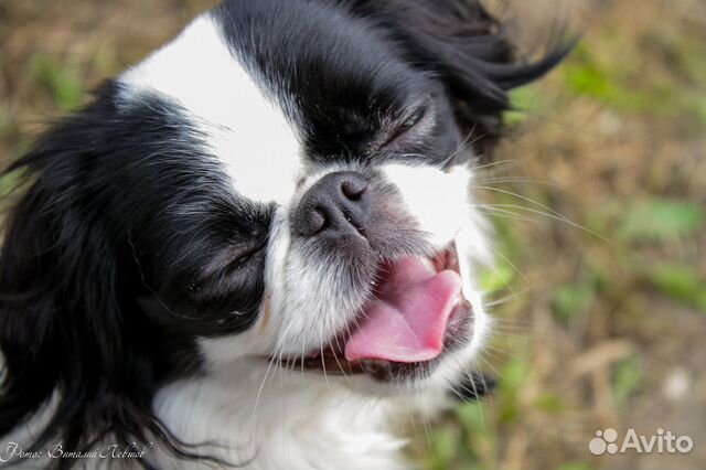 Возьму щенка породы Японский Хин