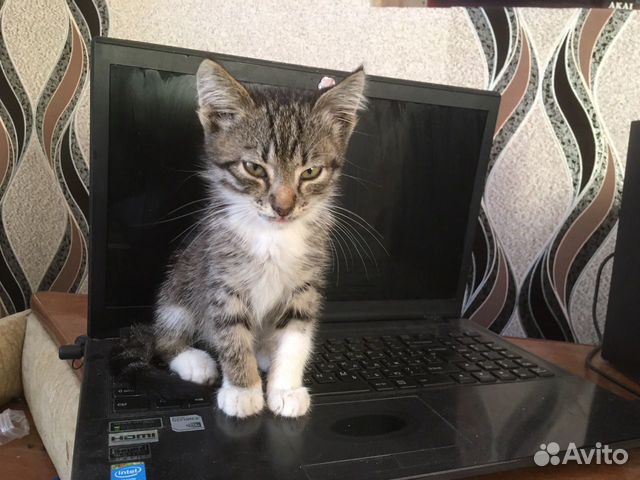 Котенок мальчик