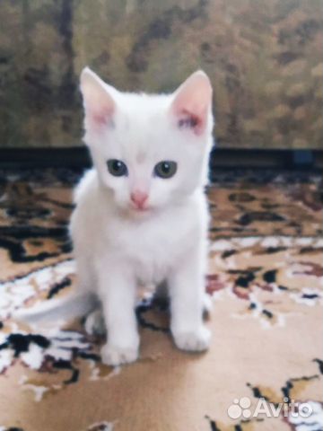 Котята