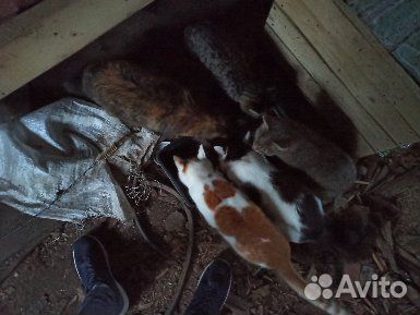 Помогите, пожалуйста Кошки в добрые руки