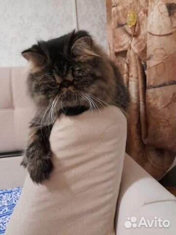 Персидская кошечка ищет котика
