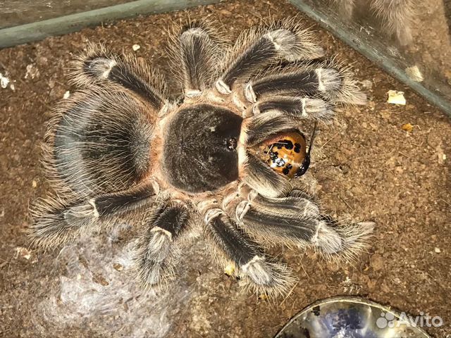 Паук птицеед