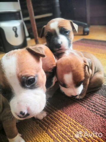 Амстафф щенки