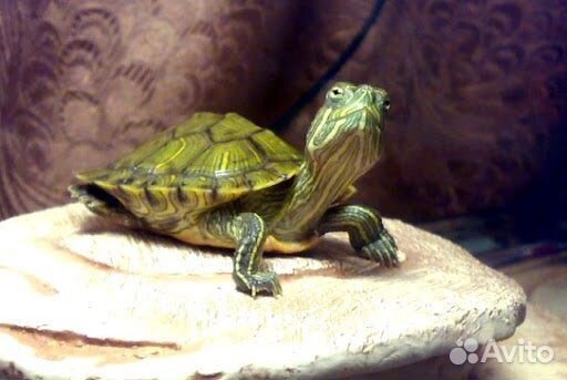 Жёлтоухие черепашки