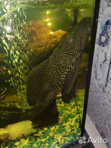 Птеригоплихт