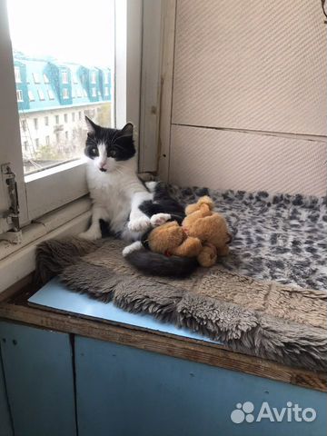 Котенок кошечка в добрые руки