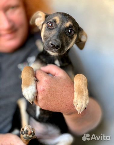 Щенок Тася в добрые руки