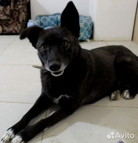 Вишенка в добрые руки