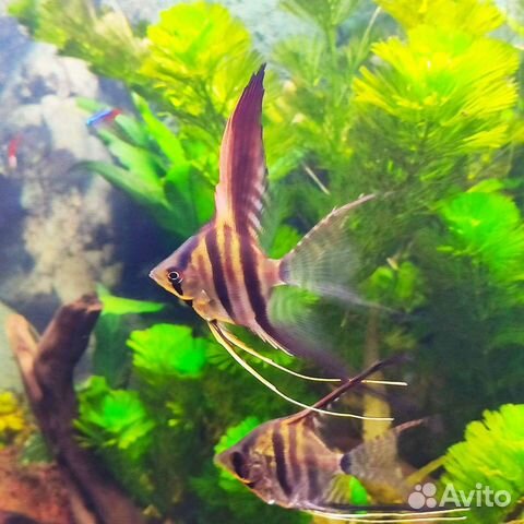 Аквариумные рыбки, Скалярии, Коридорасы