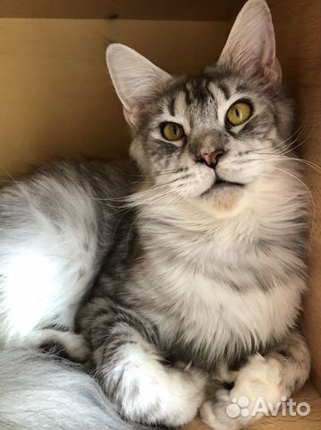 Серебряная девочка