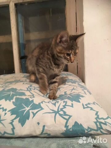 Котёнок Лекса ищет хозяина. Отдадим в хорошие руки