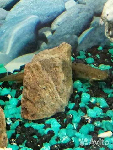 Полиптерус