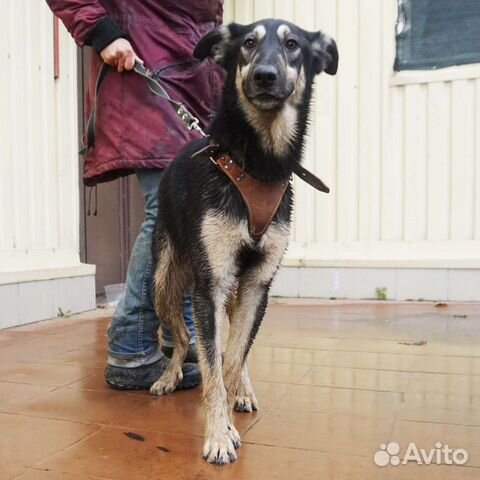 Метис вео 1 год